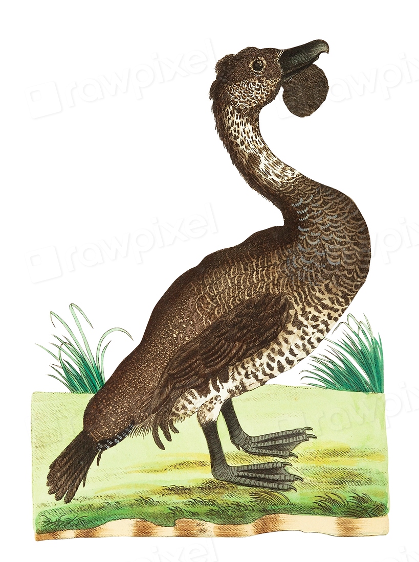 Lobated duck illustration Naturalist's Miscellany | Free Photo ...