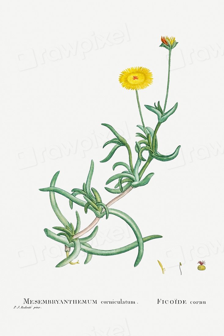 Mesembryanthemum Corniculatum (Marigold) Histoire des | Free Photo ...