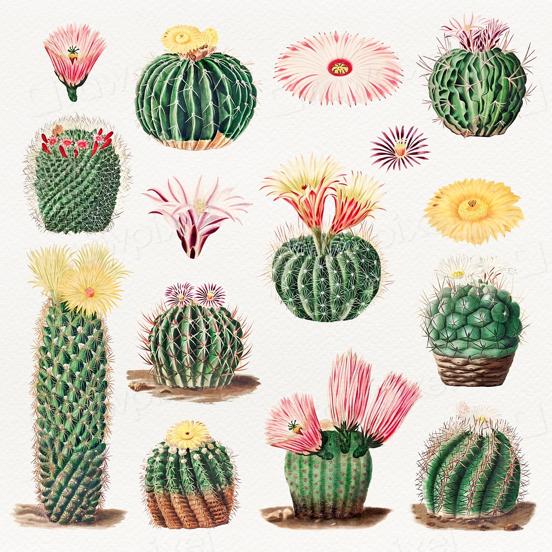 Vintage cactus with flower collection | Premium PSD - rawpixel