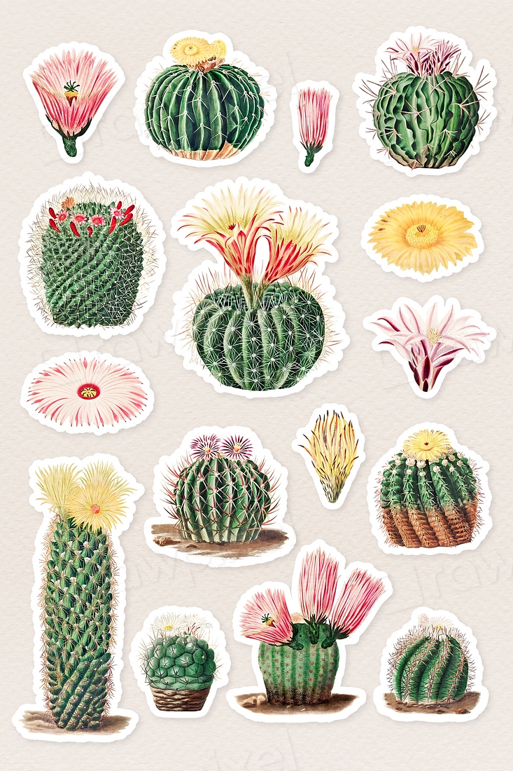 Vintage cactus sticker collection | Premium PSD - rawpixel