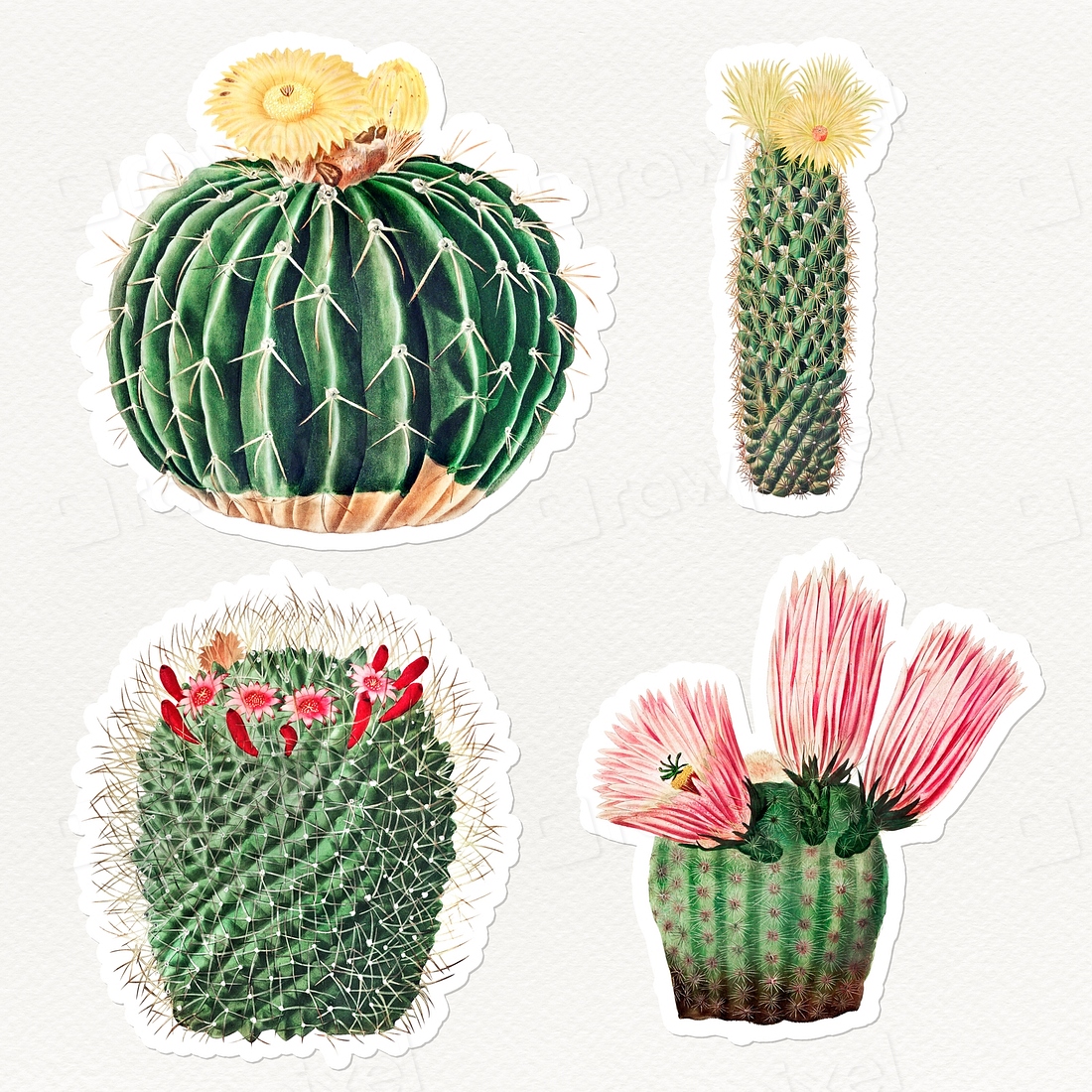 Vintage cactus sticker collection | Premium PSD - rawpixel