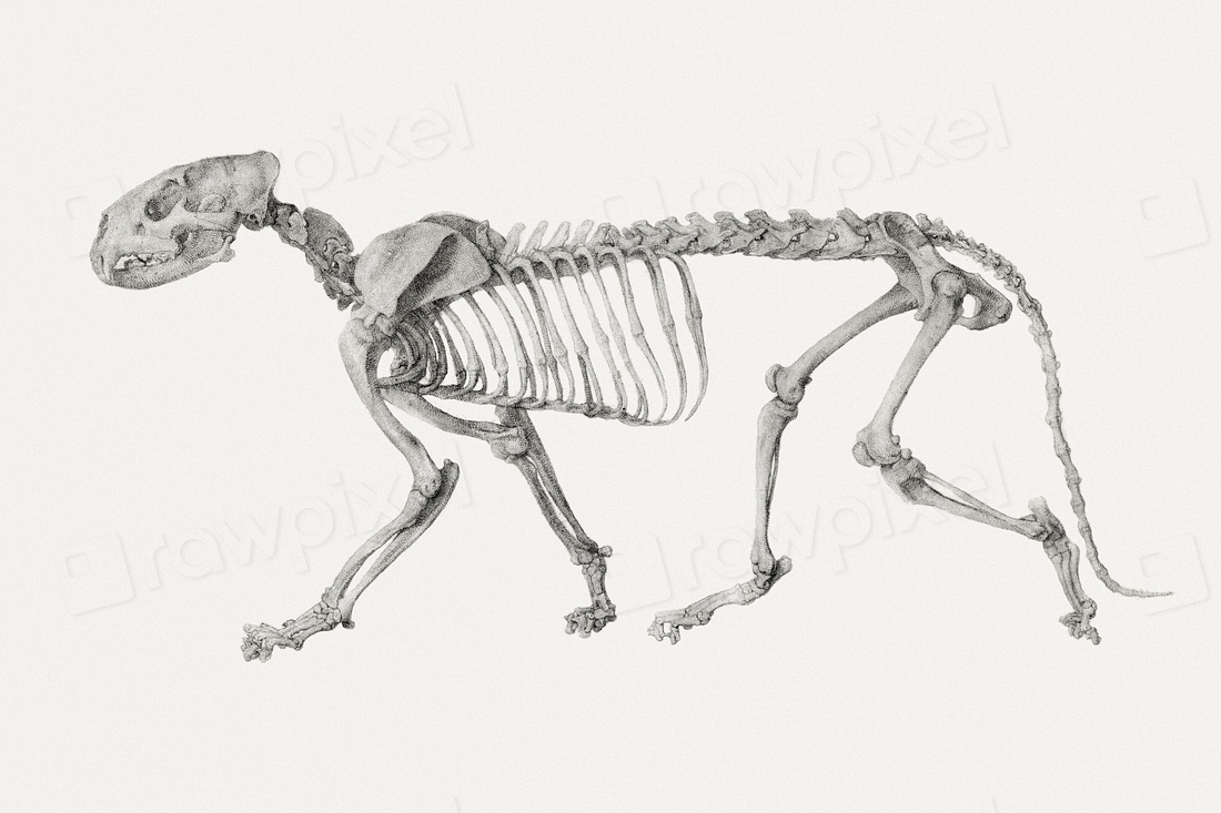 Tiger Skeleton, Lateral View (Finished | Free Photo Illustration - rawpixel