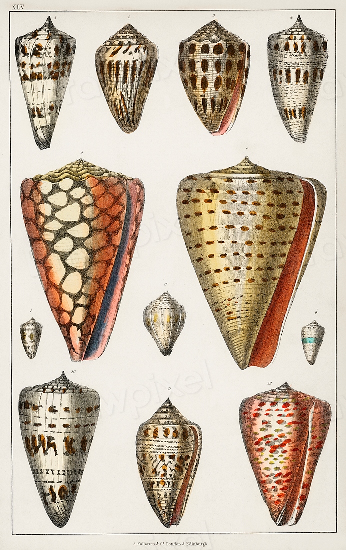 Collection various shells. Digitally enhanced | Free Photo Illustration ...