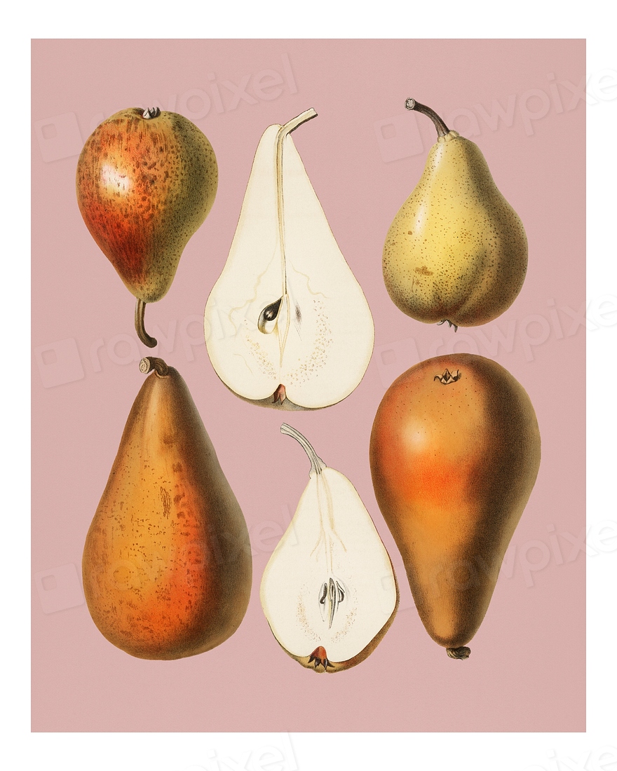 Vintage fresh pears illustration wall | Premium Photo - rawpixel