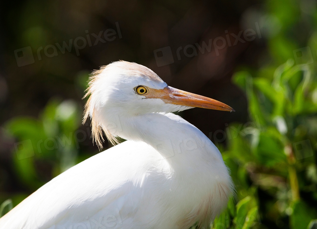 snowy egret is seen NASA's | Free Photo - rawpixel