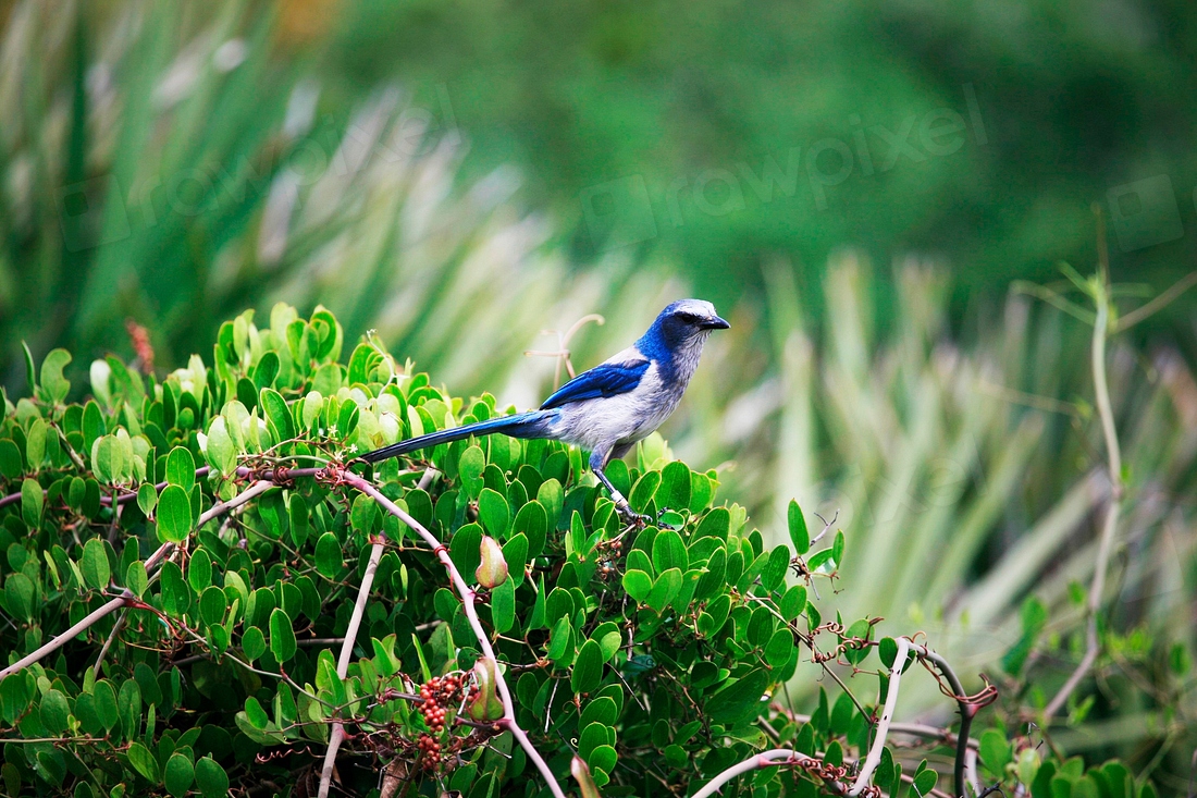 scrub jay keeps watch activity. | Free Photo - rawpixel