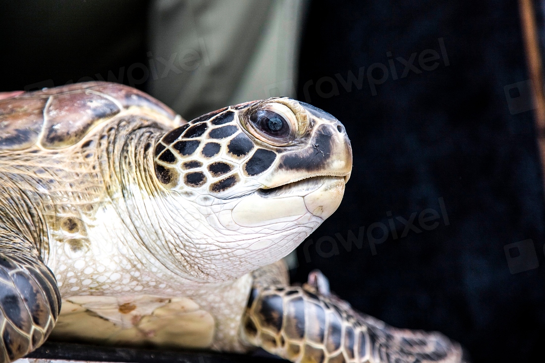 This juvenile green sea turtle | Free Photo - rawpixel