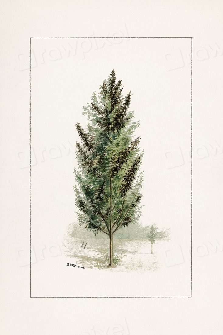 Pear Tree (Pyrus communis)(1898) Deborah | Free Photo Illustration ...