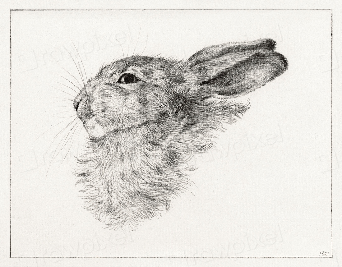 Head rabbit (1821) drawing high | Free Photo Illustration - rawpixel