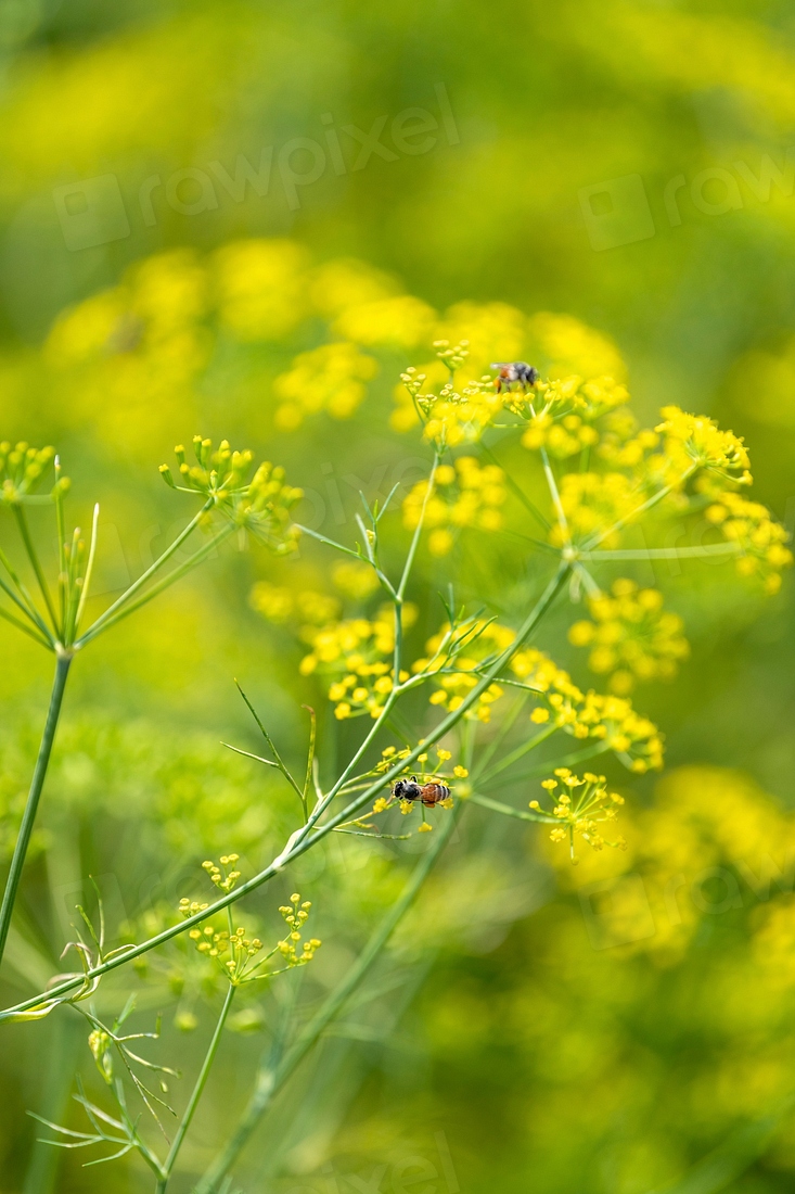 Bees pollinating yellow plant wild | Premium Photo - rawpixel