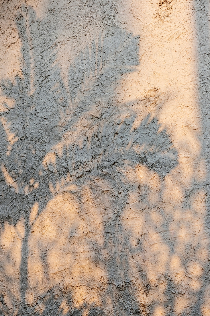 Tree branch shadow grunge wall | Free Photo - rawpixel