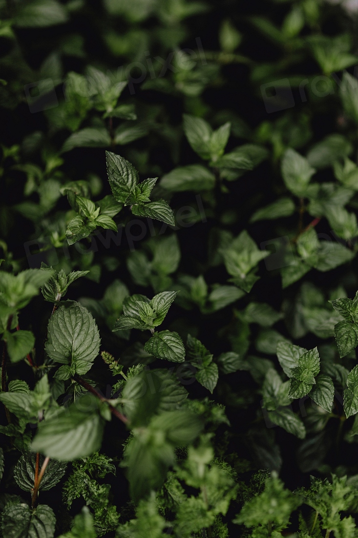 Peppermint plant blooming summertime | Premium Photo - rawpixel