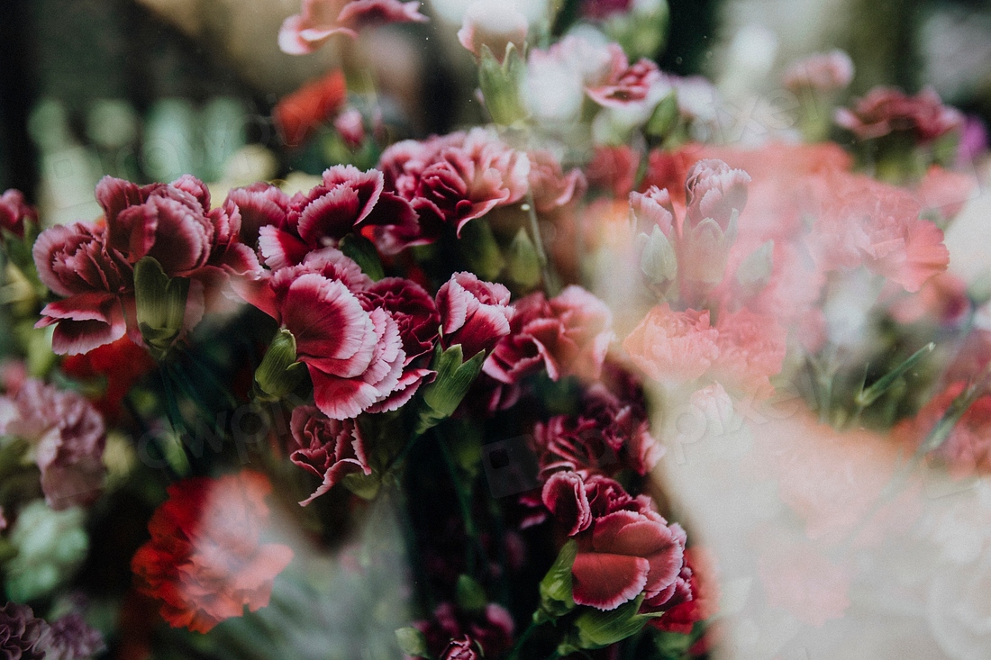 Bouquet red and pink carnations | Premium Photo - rawpixel