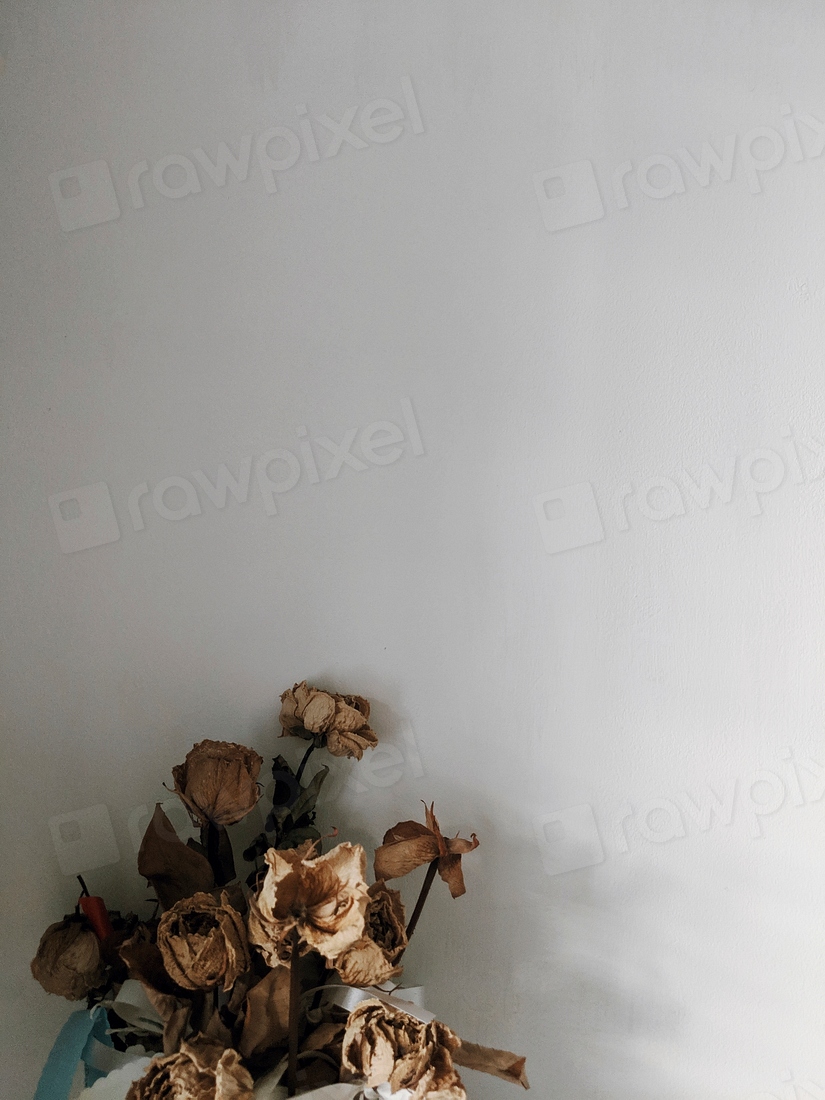 Dried roses by the wall | Free Photo - rawpixel