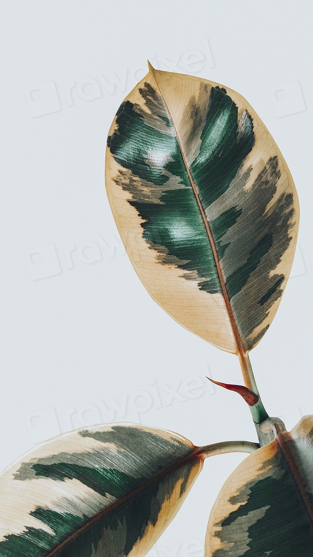 Closeup Indian rubber tree mobile | Premium Photo - rawpixel