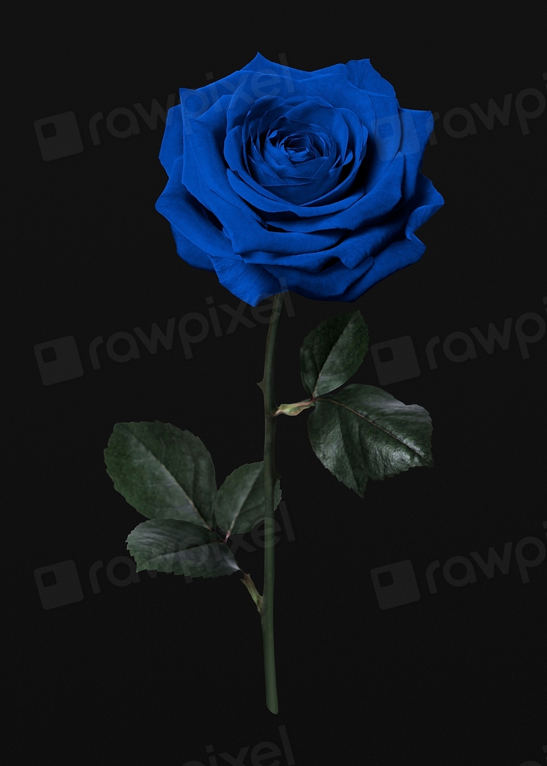 Blue rose, collage element psd | Premium PSD - rawpixel