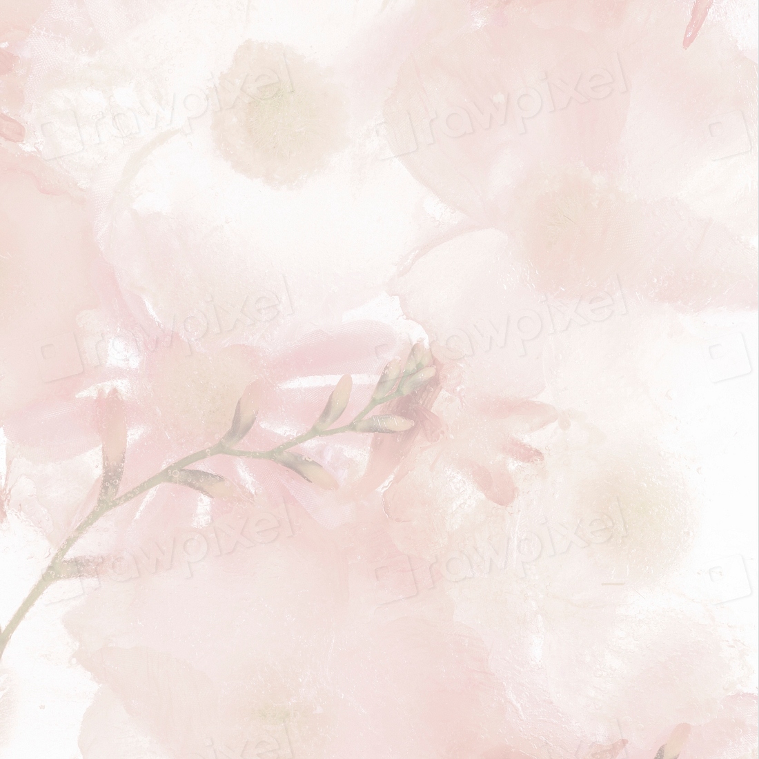 Pink blooming anemone flower background | Premium Photo - rawpixel