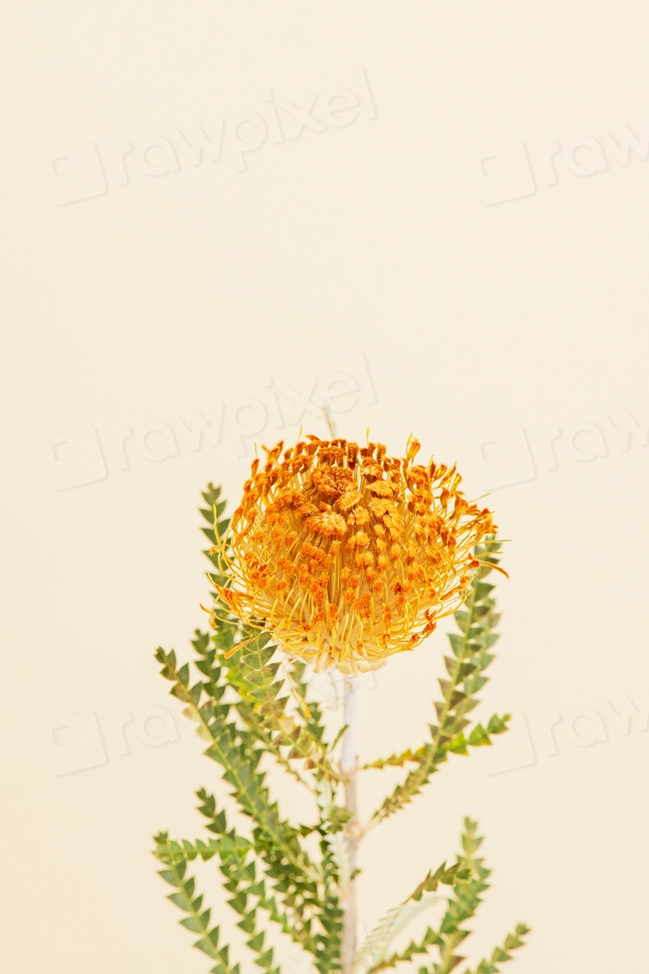 Orange pincushion protea flower | Premium Photo - rawpixel