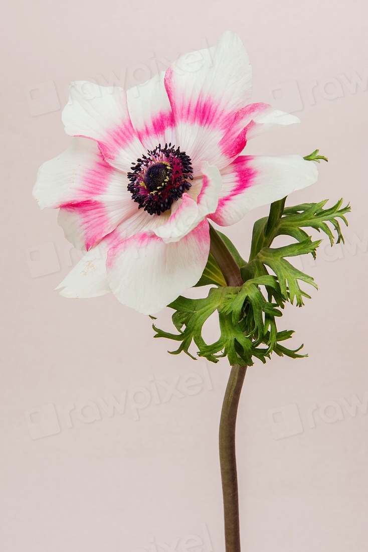 Blooming pink anemone flower | Premium Photo - rawpixel