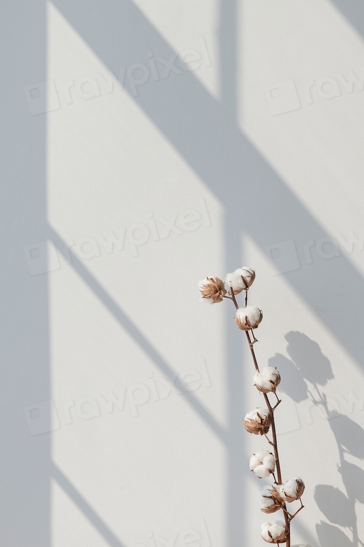 Cotton flower branch window shade | Premium Photo - rawpixel