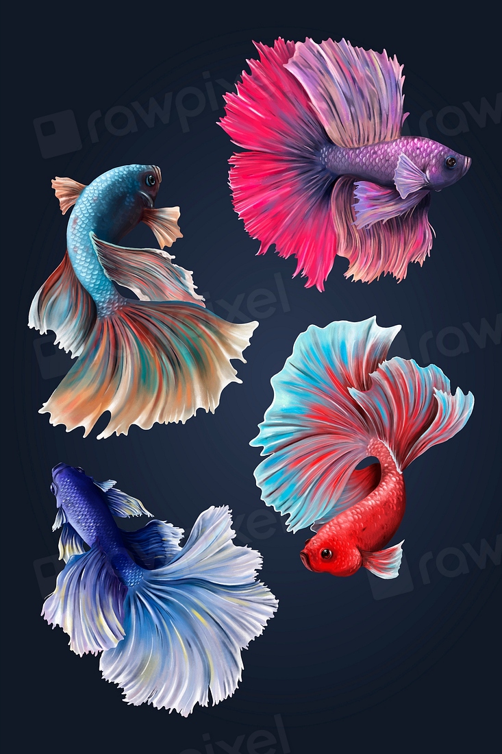 Beautiful betta fish collection vector | Premium Vector - rawpixel