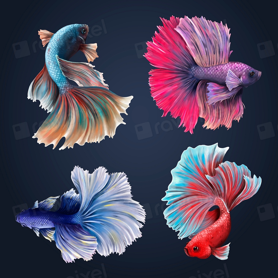 Beautiful betta fish collection vector | Premium Vector - rawpixel