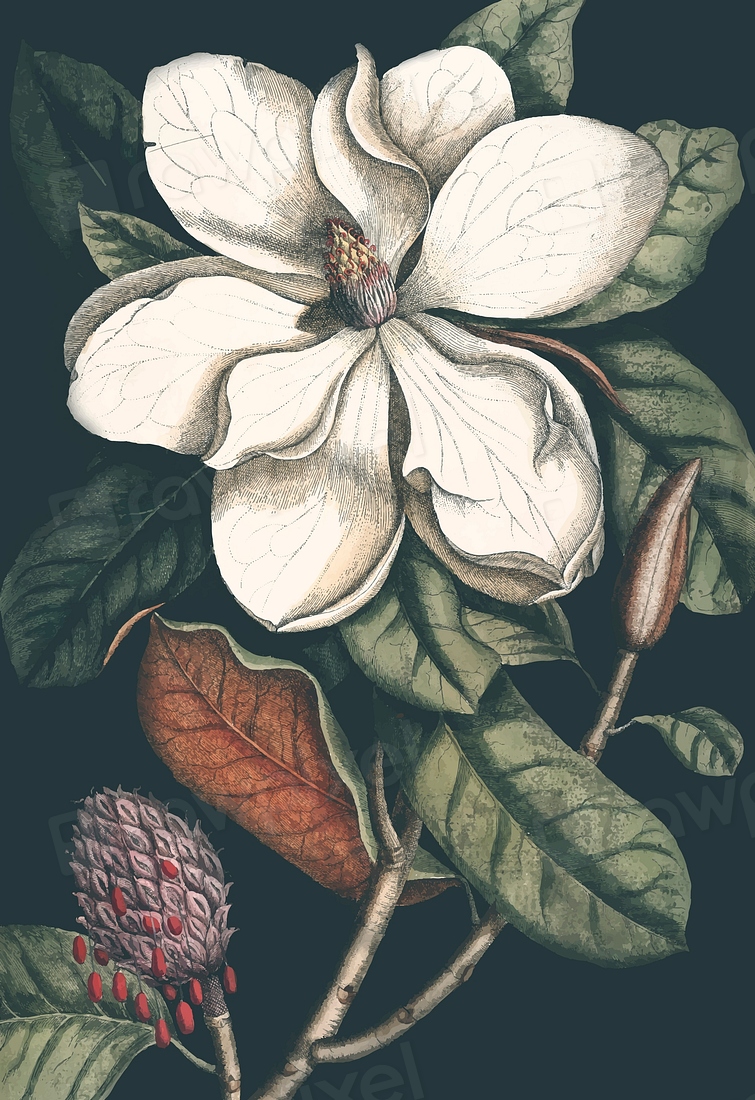 Laurel tree vintage illustration vector, | Premium Vector Illustration ...