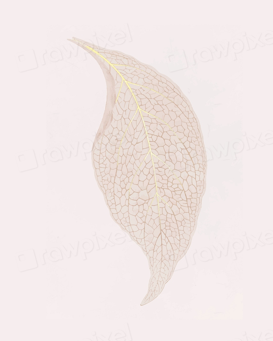 Adelaster Albivenis, engraved leaf vintage | Premium Vector - rawpixel