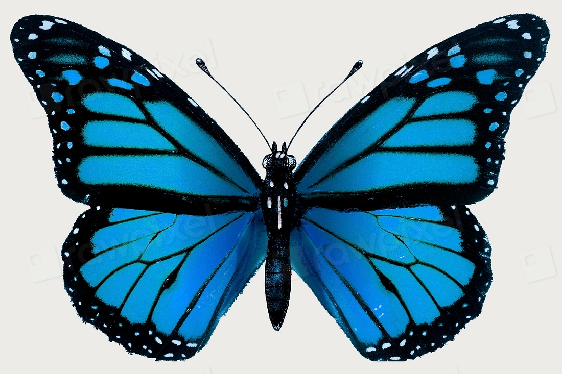 Vintage Common Blue butterfly illustration | Premium PSD - rawpixel