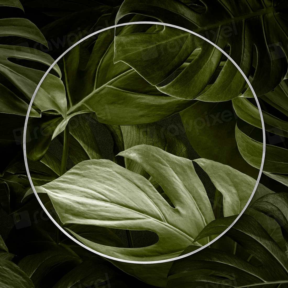 Round leafy monstera nature frame | Premium PSD - rawpixel