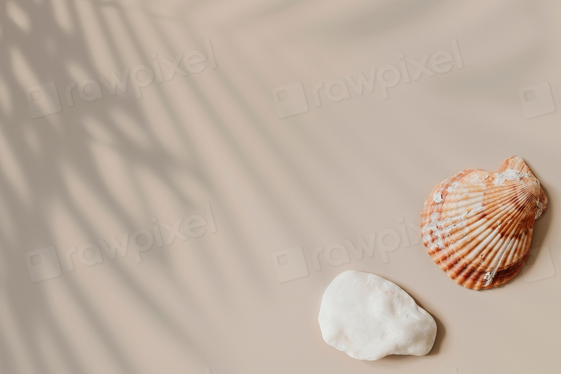 Natural seashell on beige background | Premium PSD - rawpixel