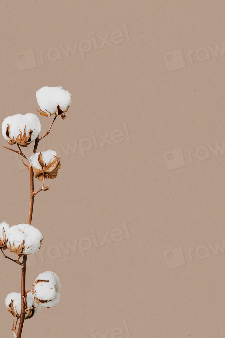 Beige minimal flower background design | Free Photo - rawpixel