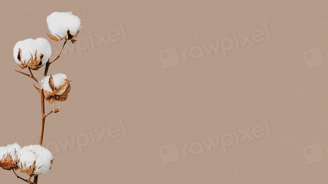 Cotton flower background and design | Premium Photo - rawpixel