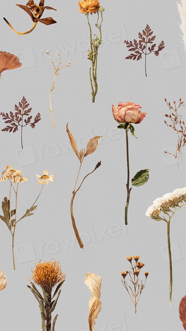 Dried flower pattern mobile wallpaper | Premium Photo - rawpixel