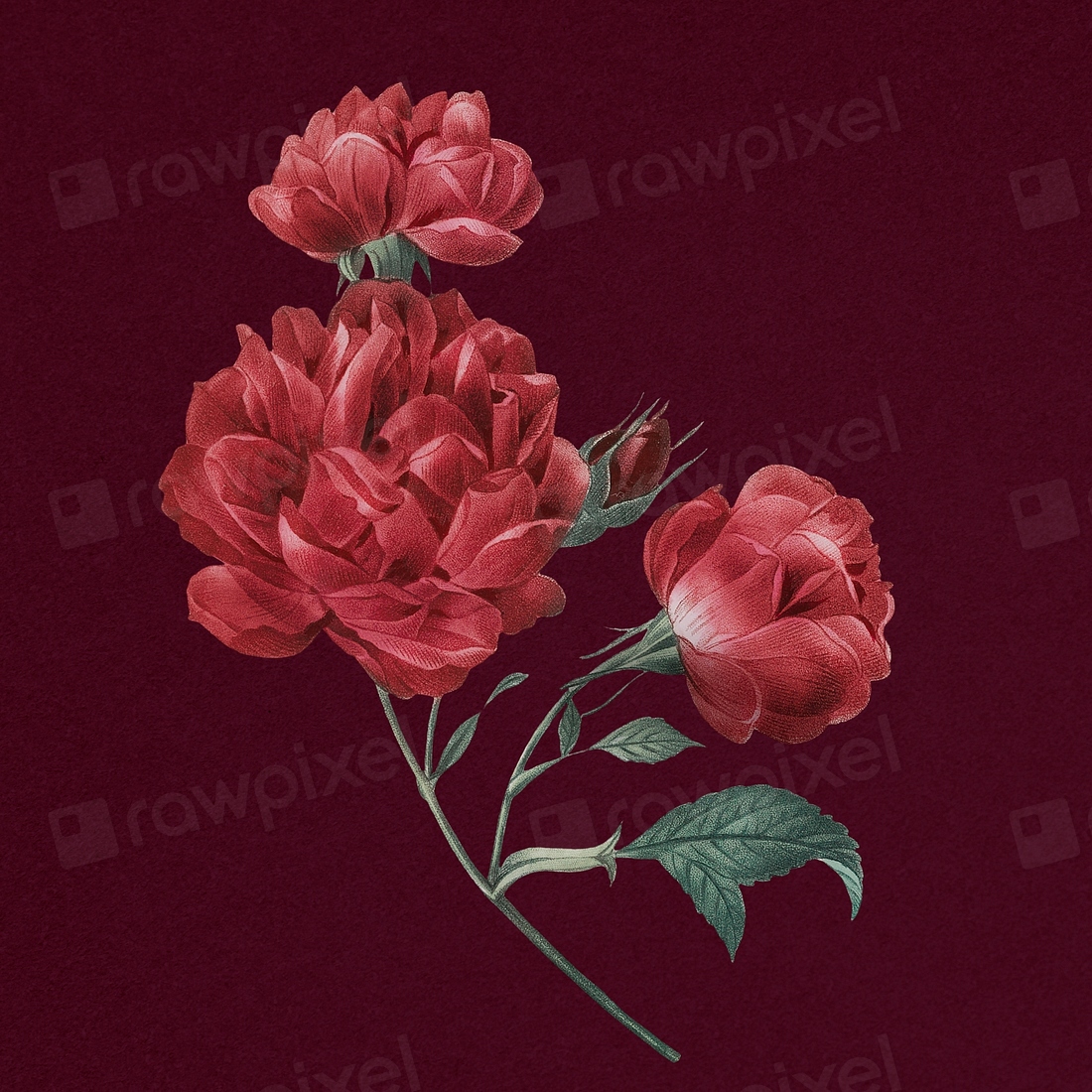 Elegant red psd French rose | Premium PSD - rawpixel