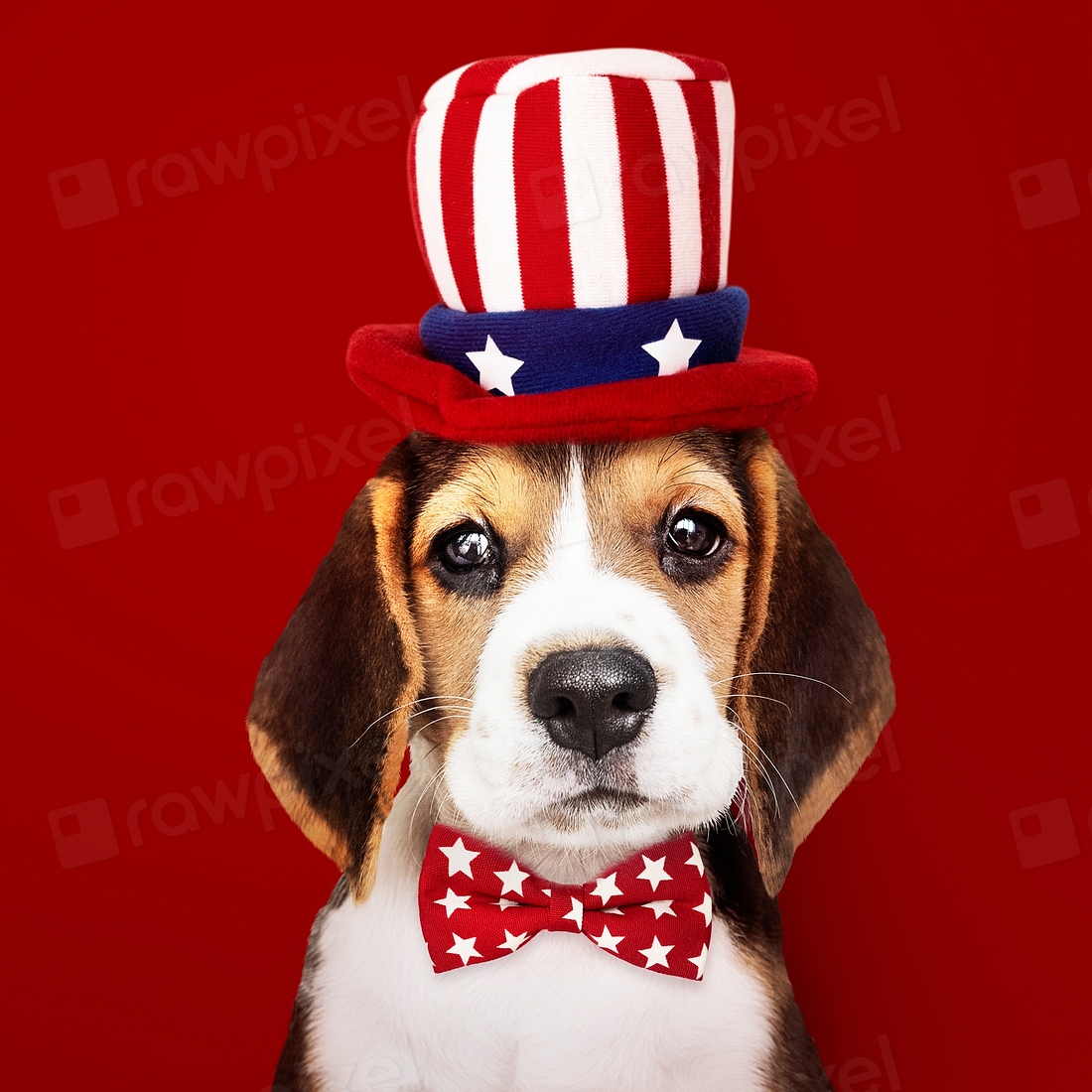 Cute Beagle puppy Uncle Sam | Free Photo - rawpixel