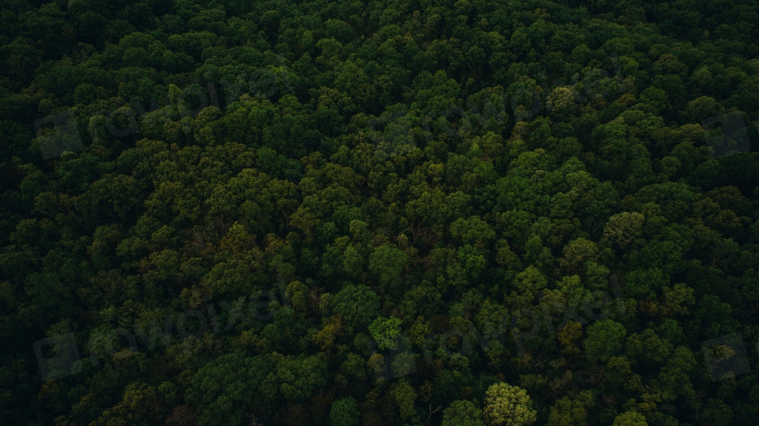 drone shot green forest Harrison.Original | Free Photo - rawpixel