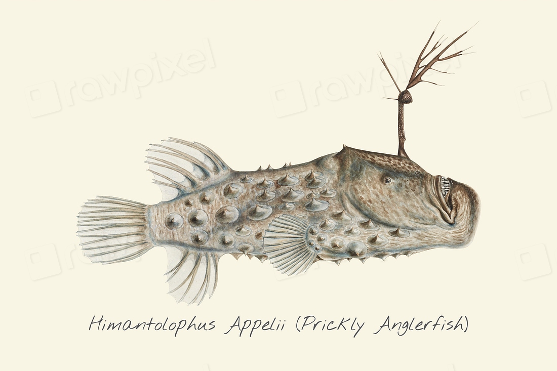 Drawing of a Prickly Anglerfish | Premium Vector Illustration - rawpixel