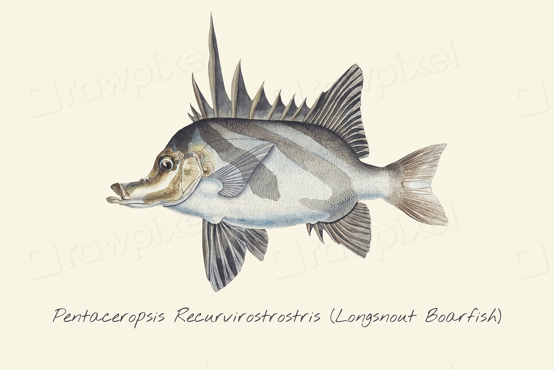 Drawing of a Longsnout Boarfish | Premium Vector Illustration - rawpixel