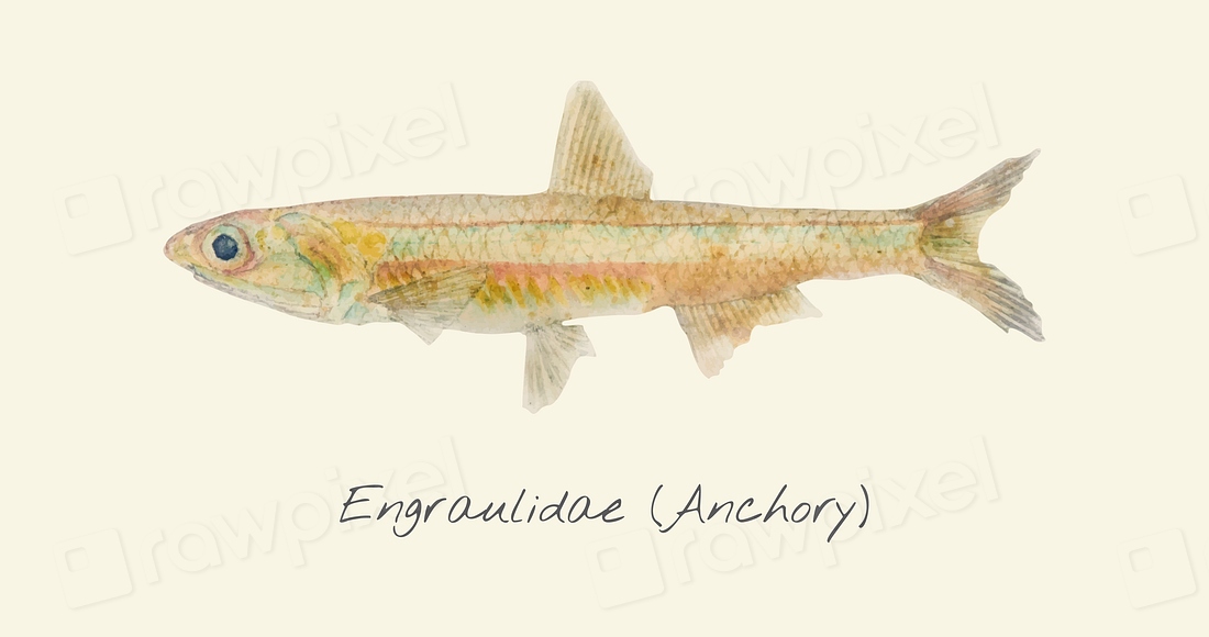 Drawing of a Anchovy | Premium Vector Illustration - rawpixel