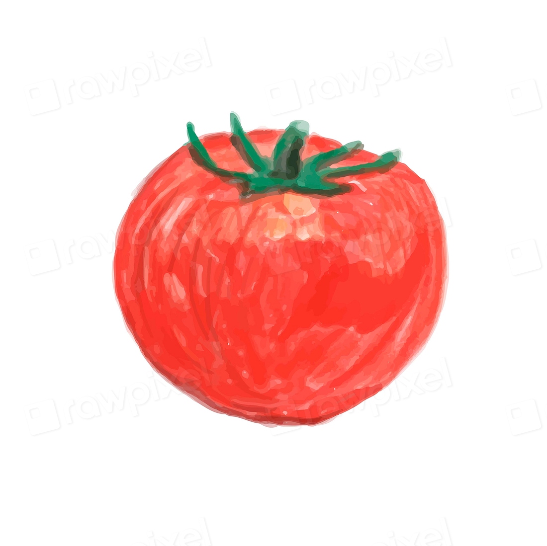Hand drawn tomato watercolor style | Premium Vector Illustration - rawpixel