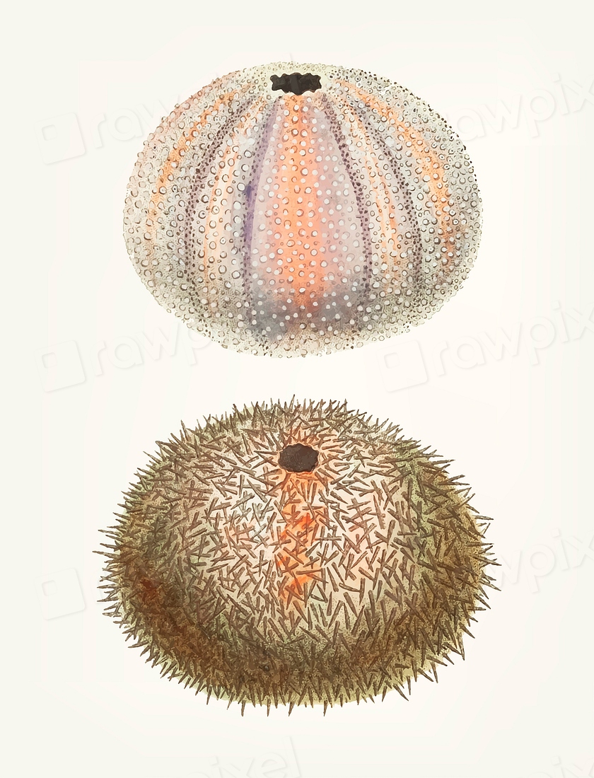 Vintage illustration of sea urchin | Premium Vector Illustration - rawpixel