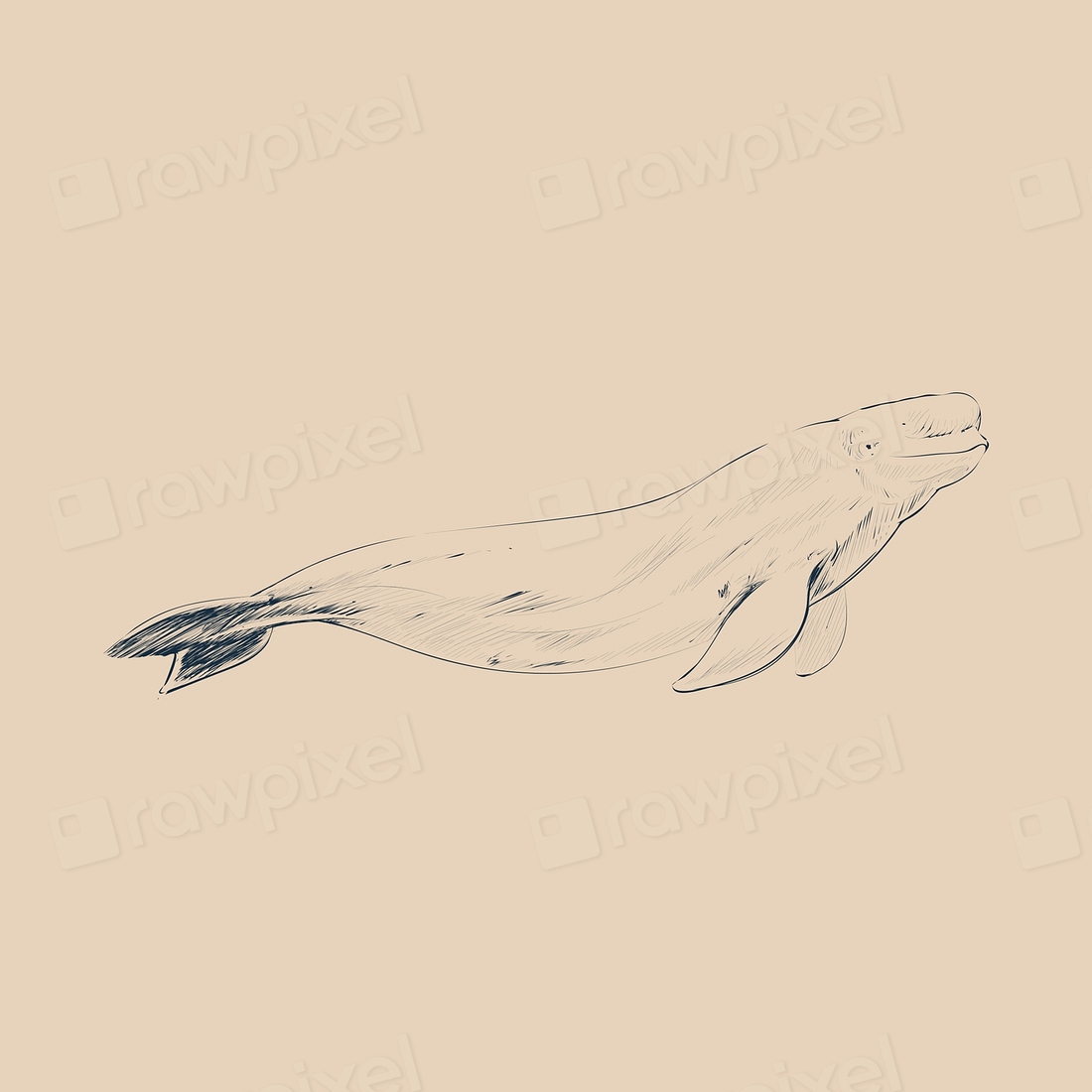 Illustration drawing stye beluga whaleby | Premium Vector Illustration ...