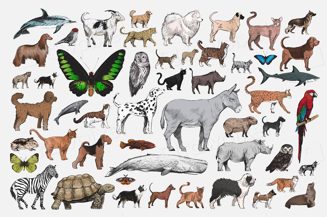 Illustration drawing style animal collection | Premium Vector - rawpixel