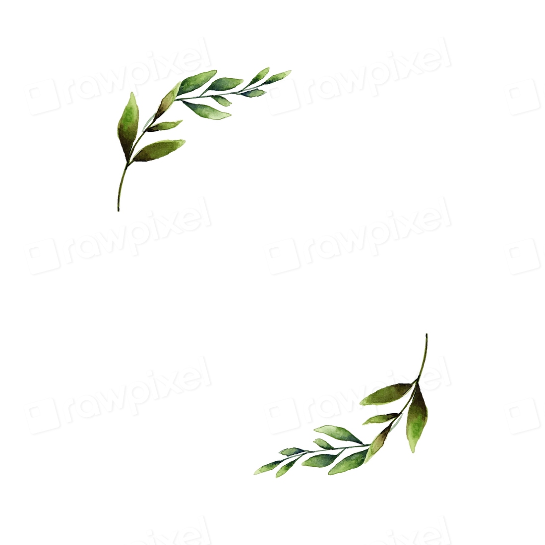 Hand-drawn olive branch frame watercolor | Premium Vector - rawpixel