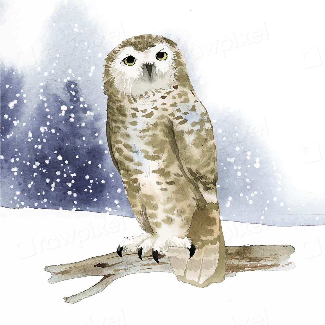 Snowy owl winter watercolor style | Premium Vector Illustration - rawpixel