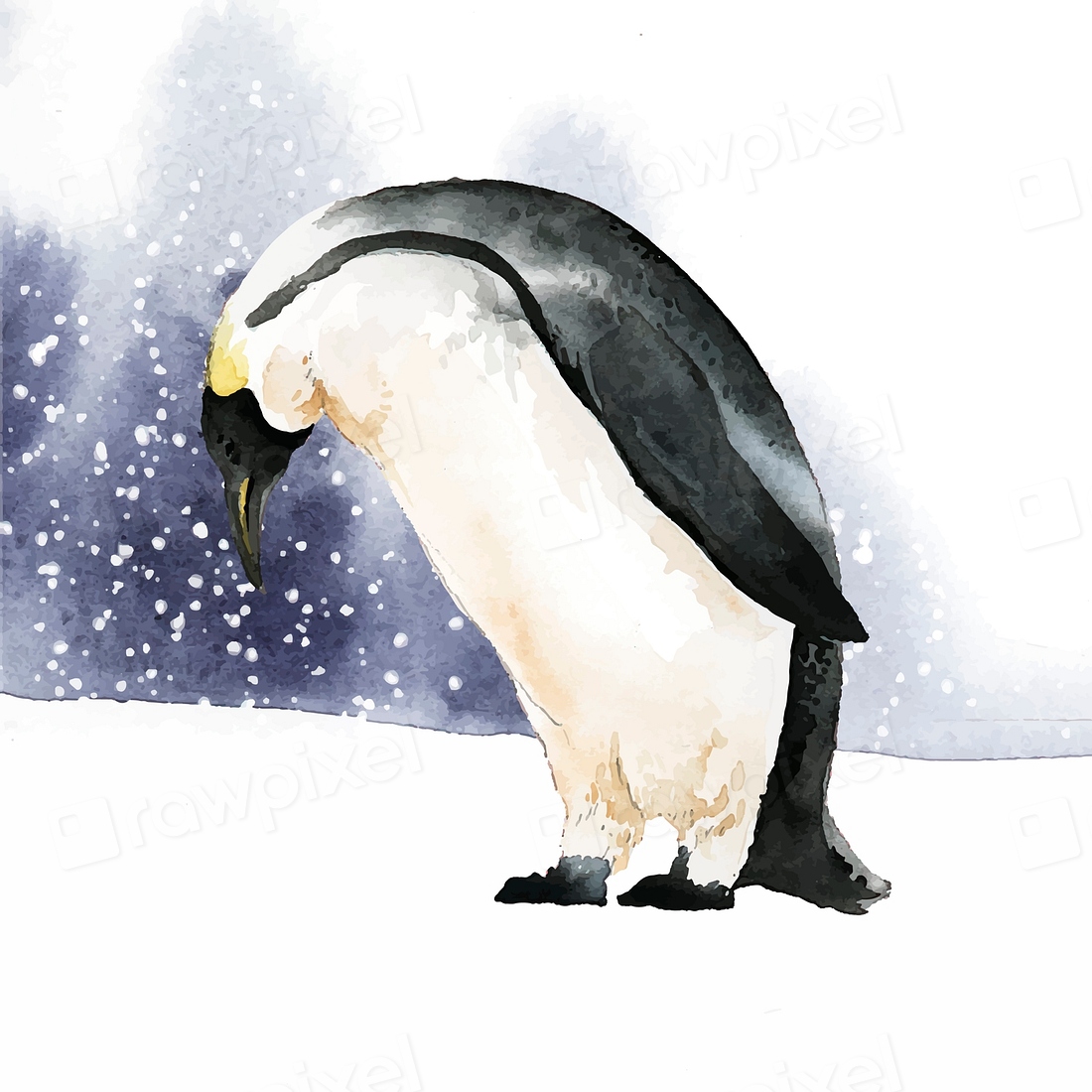 Emperor penguin snow watercolor vector | Premium Vector Illustration ...