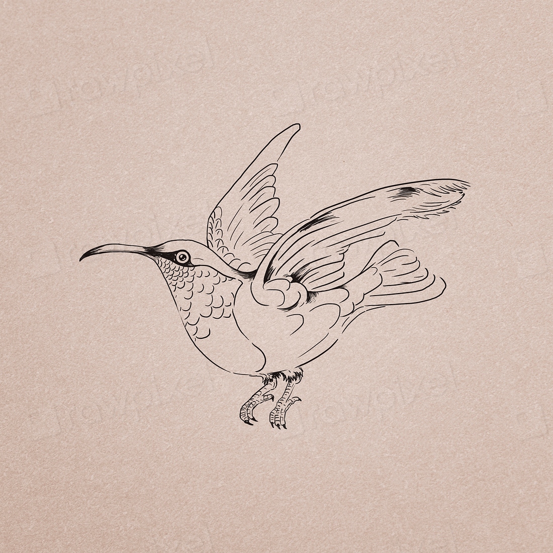 Hand drawn hummingbird illustration | Premium PSD - rawpixel