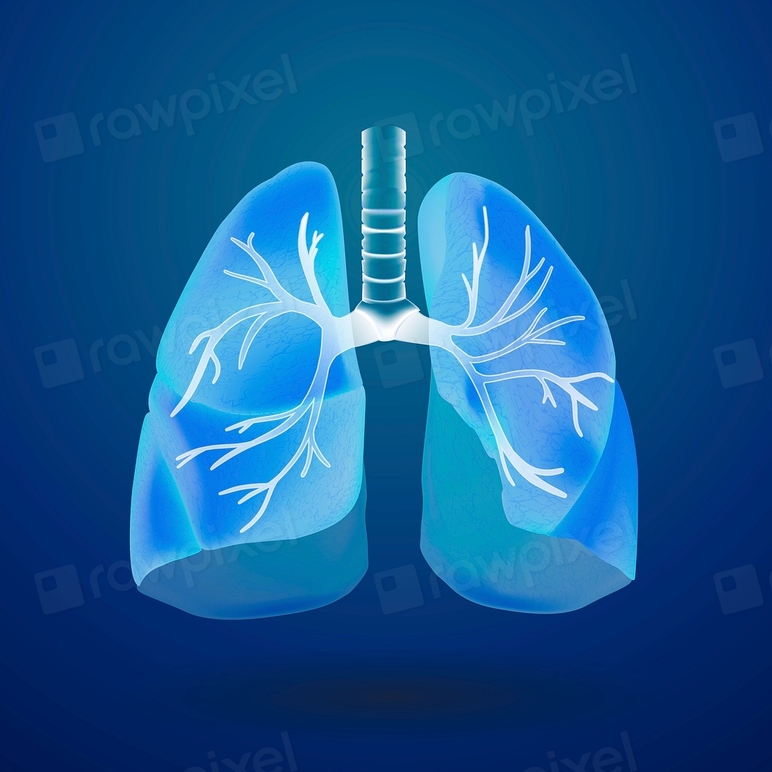 Blue human lungs psd medical | Premium PSD - rawpixel