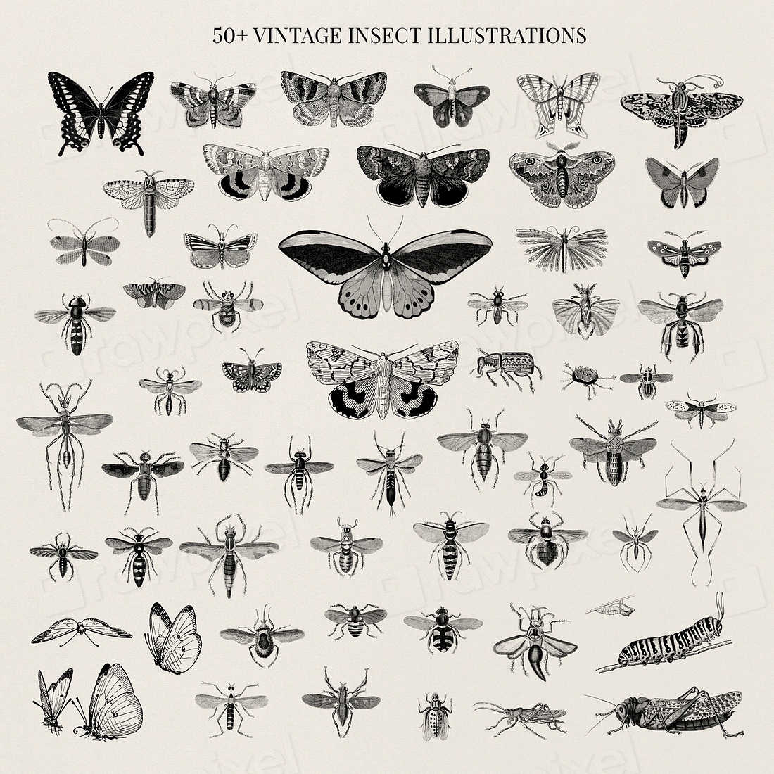 Illustration set of various insects | Premium PSD - rawpixel